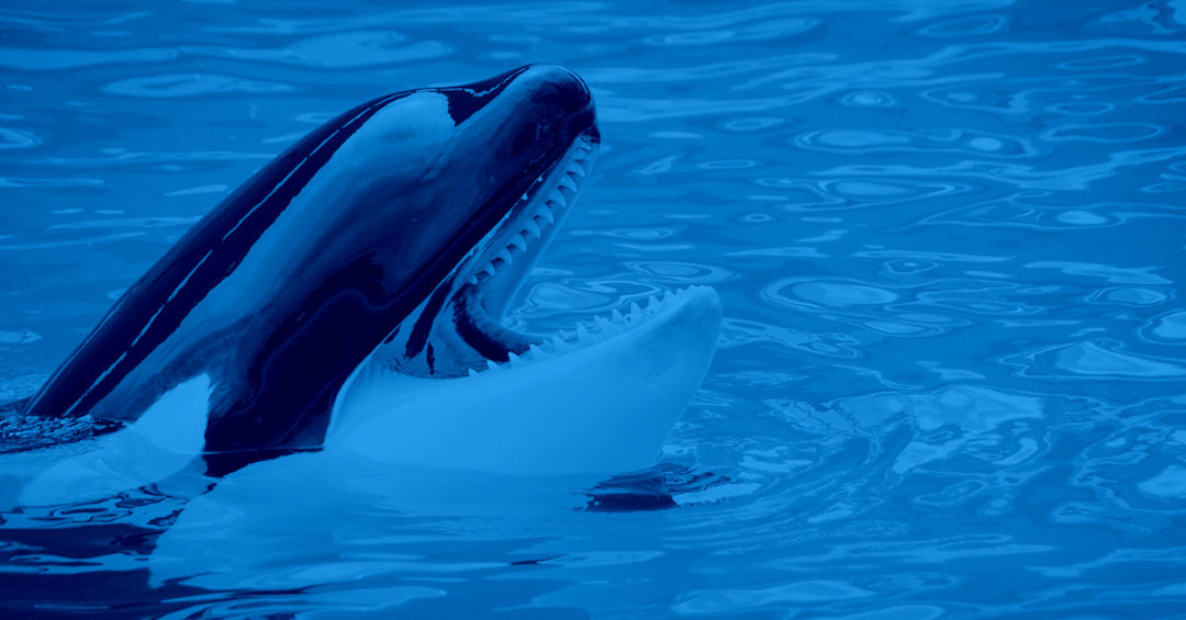 Whale Fail: Billions Lost from Neglected Spreadsheets & Human Error